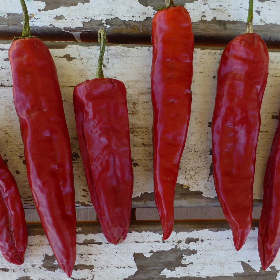 Seeds > Chiles/Peppers – Native-Seeds-Search