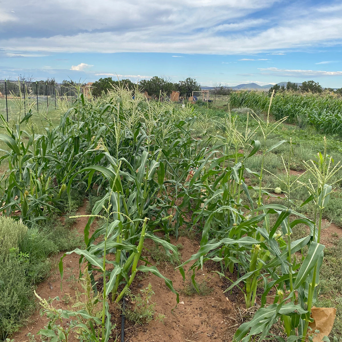 Jicarilla Apache White – Native-Seeds-Search