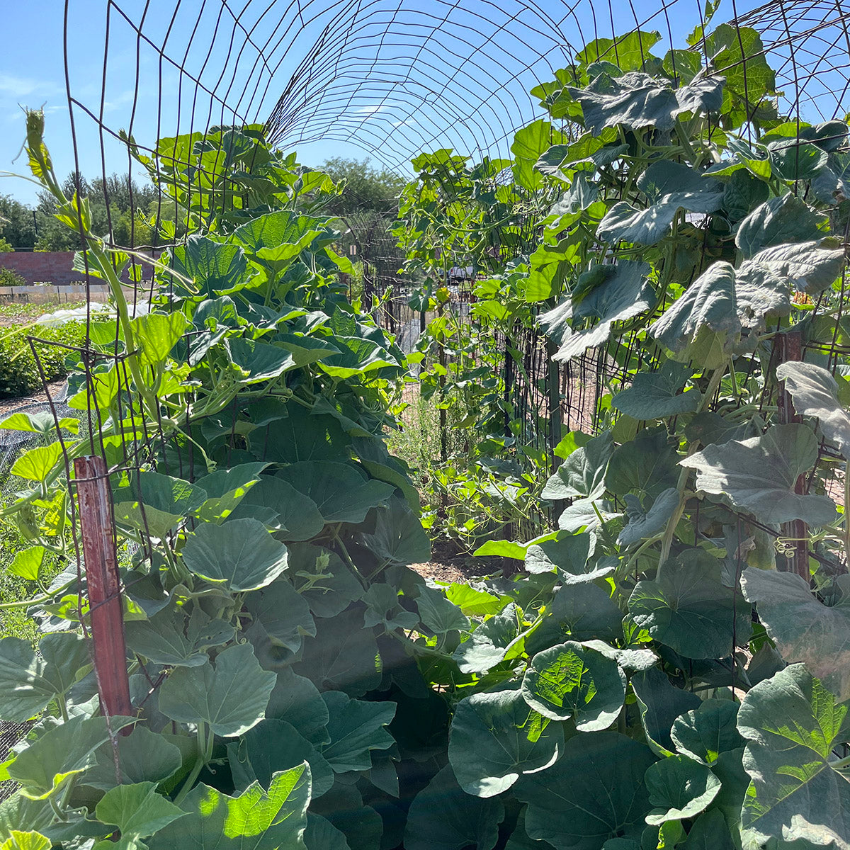 Mayo/Yoeme Gourd – Native-Seeds-Search