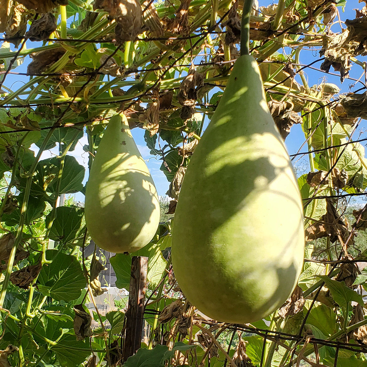 Mayo/Yoeme Gourd – Native-Seeds-Search