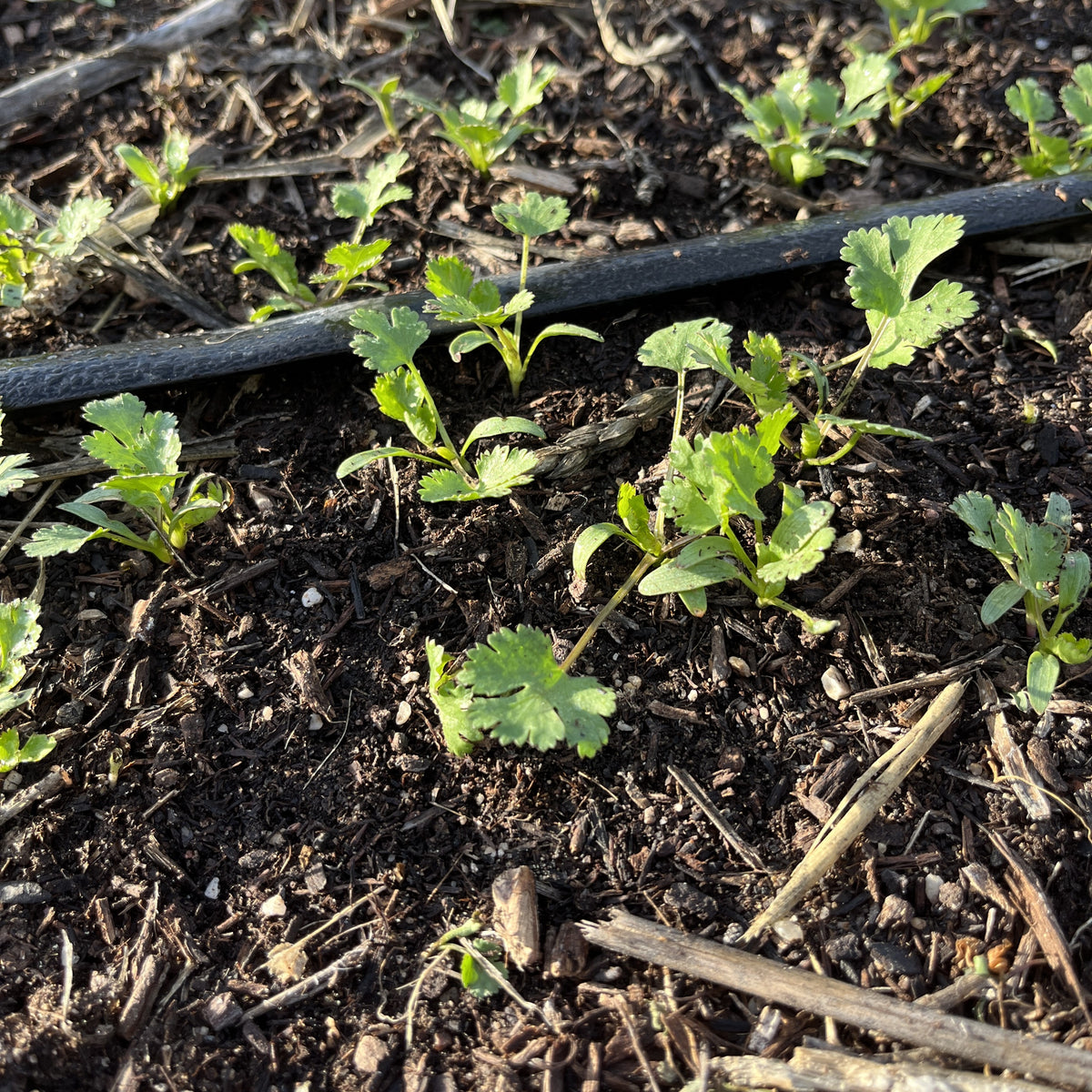 Mayo Cilantro – Native-Seeds-Search
