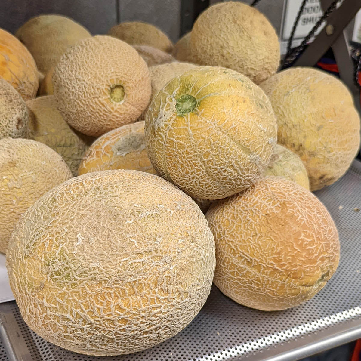 Melon Mexicano – Native-Seeds-Search