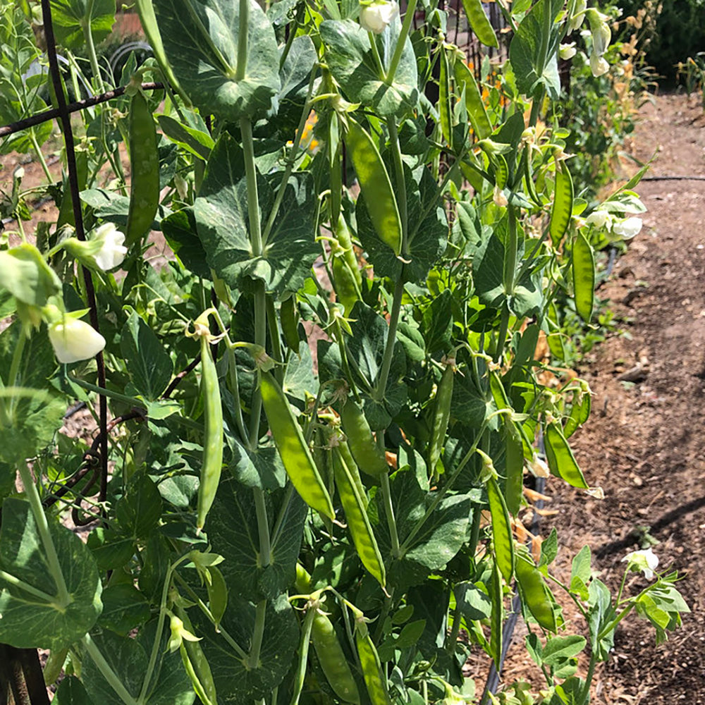 Seeds > Peas – Native-Seeds-Search