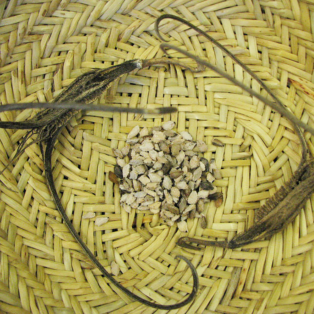 Native Seeds Search: Specializing in drought tolerant heirloom seeds ...