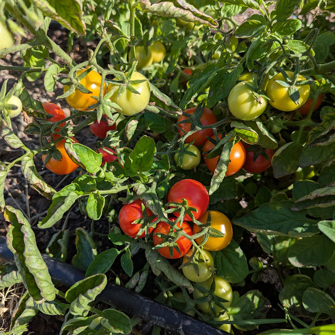 Punta Banda – Native-Seeds-Search