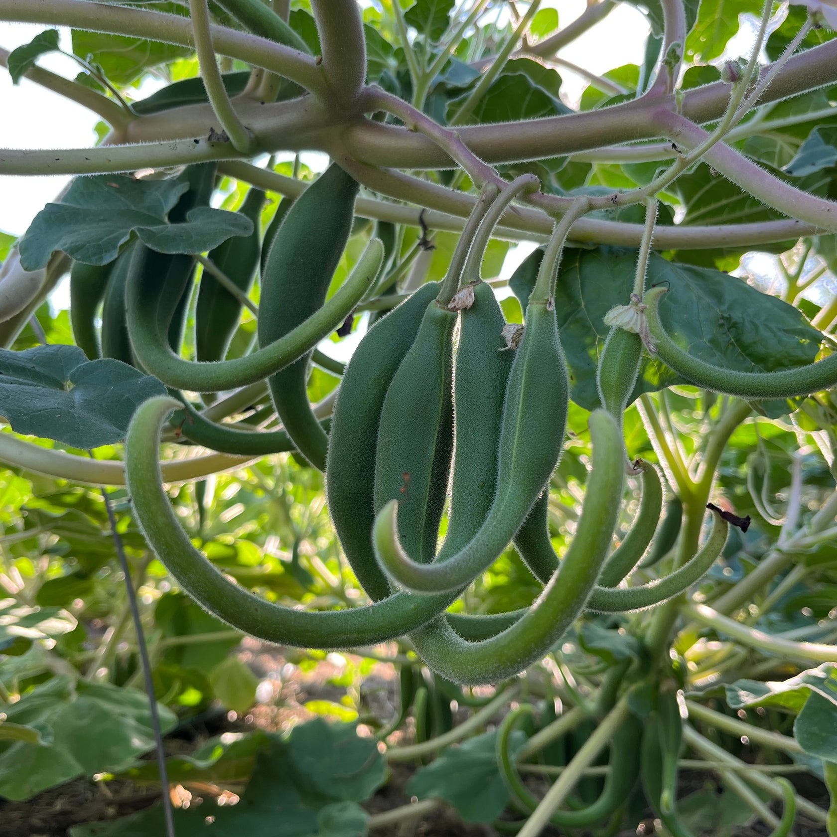 Seeds > Devil's Claw – Native-Seeds-Search