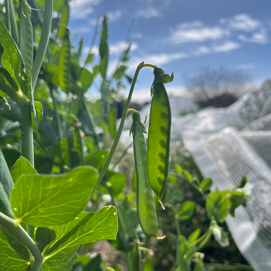 Seeds > Peas – Native-Seeds-Search