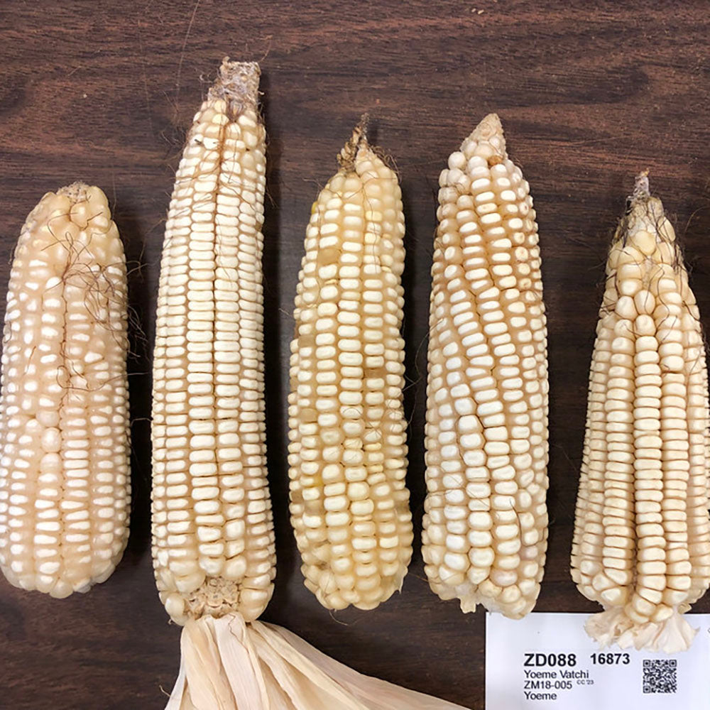 NASS > Yaqui / Yoeme – Native-Seeds-Search