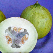 Santo Domingo Casaba – Native-Seeds-Search