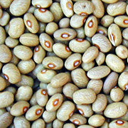 Bolas Maycoba – Native-Seeds-Search