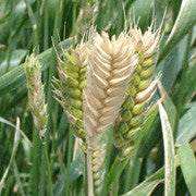 NASS > O'odham – Native-Seeds-Search