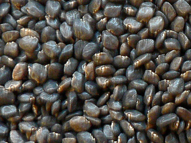 Seeds – Native-Seeds-Search