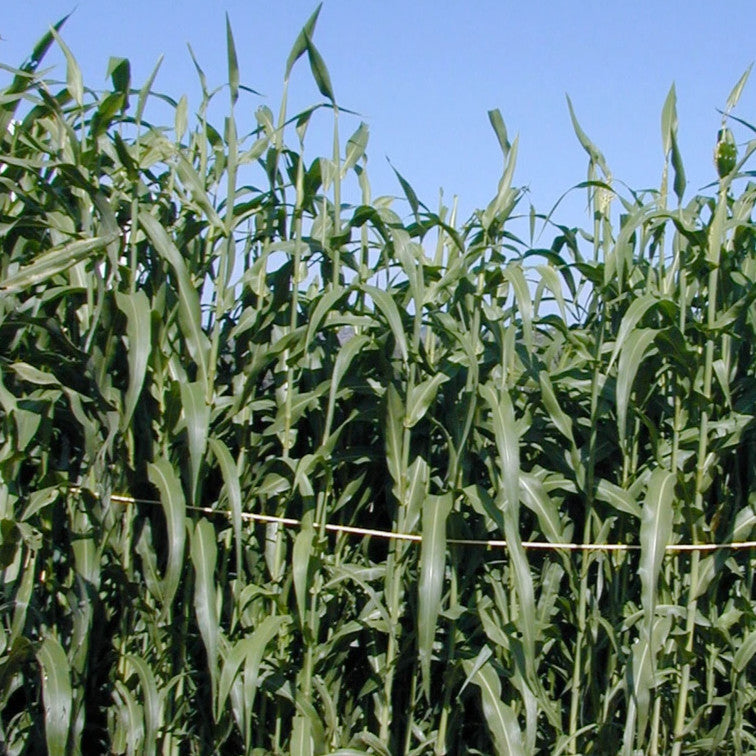 Onavas Red – Native-Seeds-Search