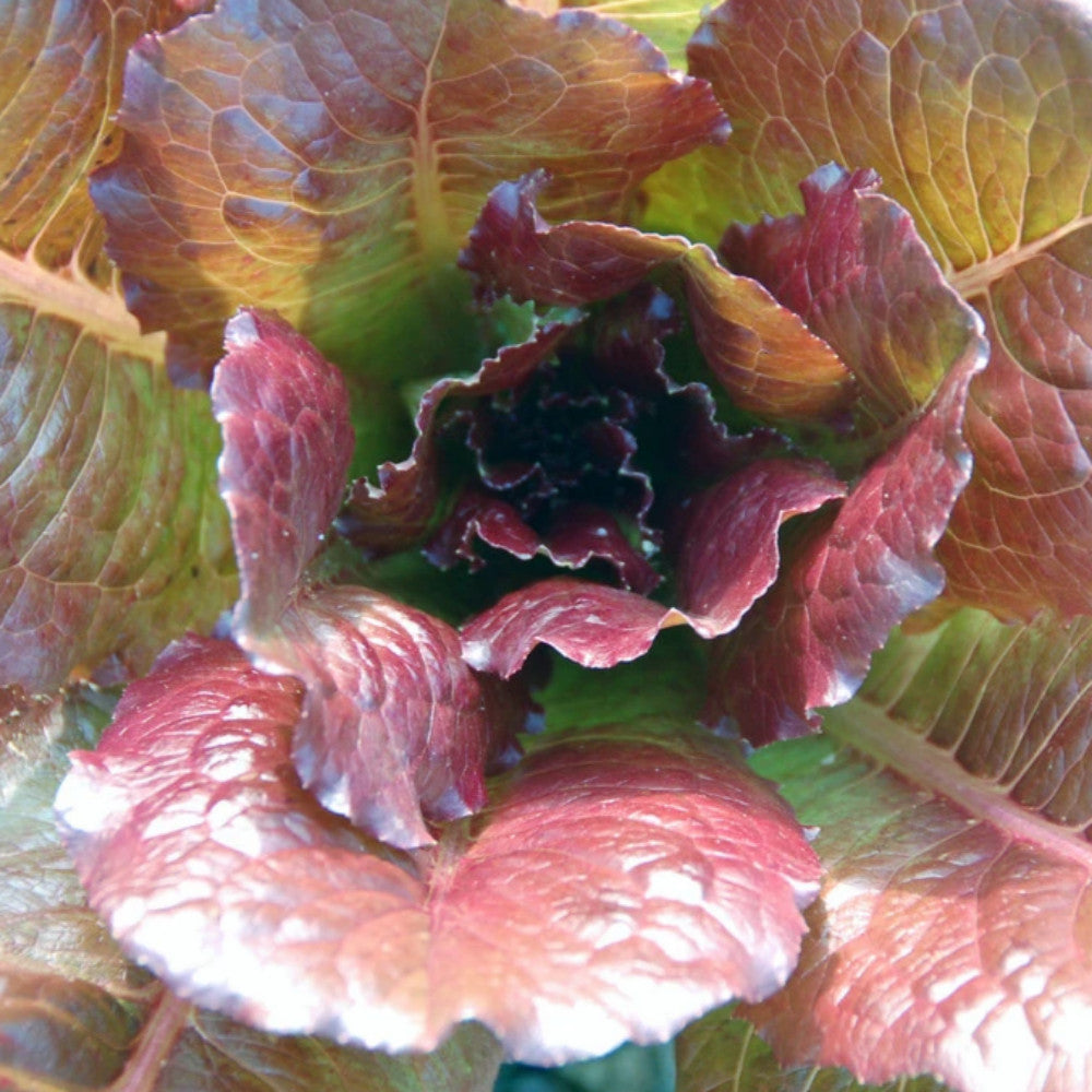 Seeds > Tucson Seed – Native-Seeds-Search