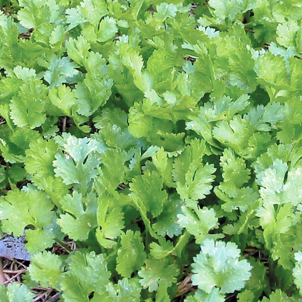Calypso Cilantro – Native-Seeds-Search