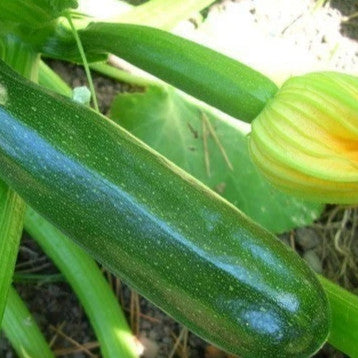 Seeds > Tucson Seed – Native-Seeds-Search