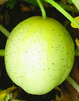 Lemon – Native-Seeds-Search