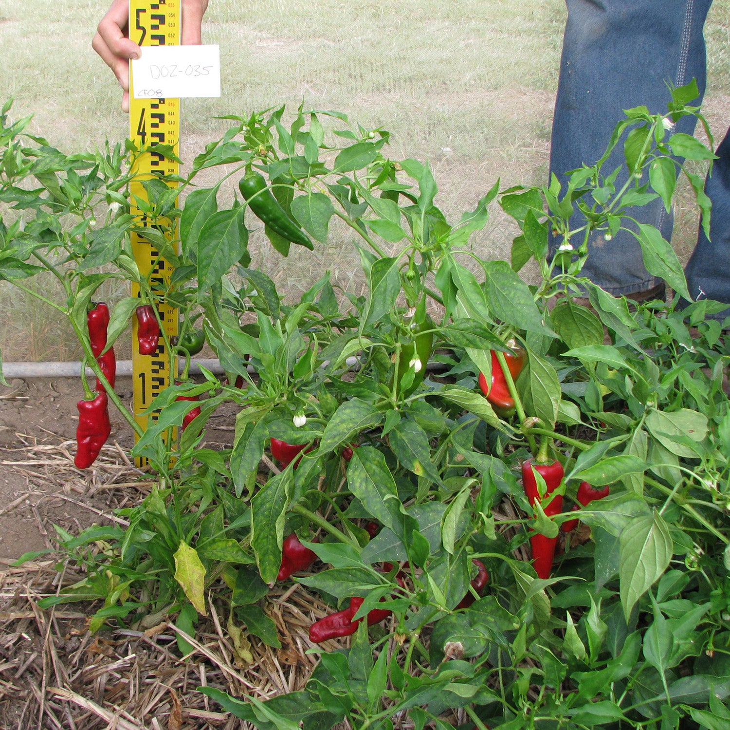 Seeds > Chiles/Peppers – Native-Seeds-Search