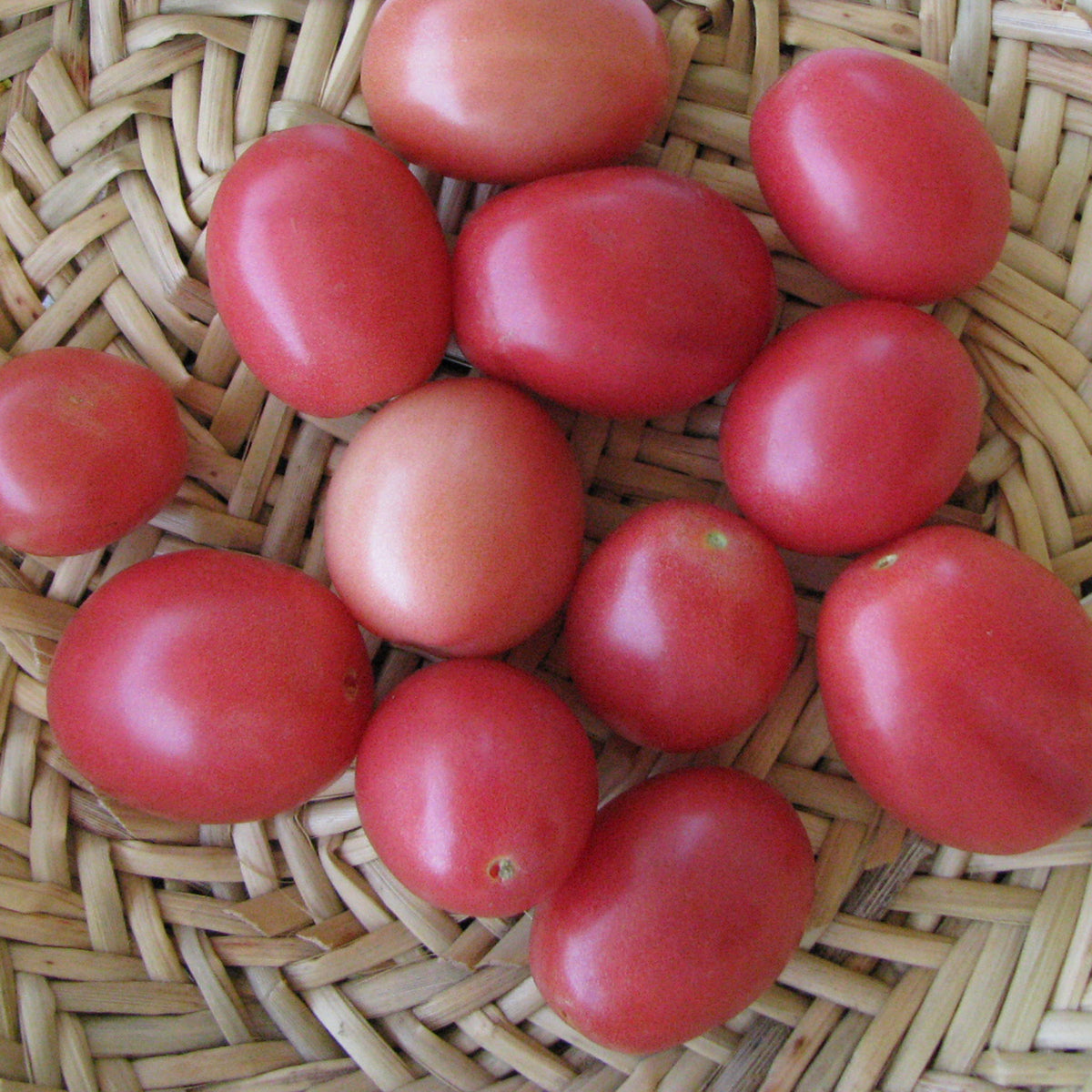 Nichol's Heirloom – Native-Seeds-Search