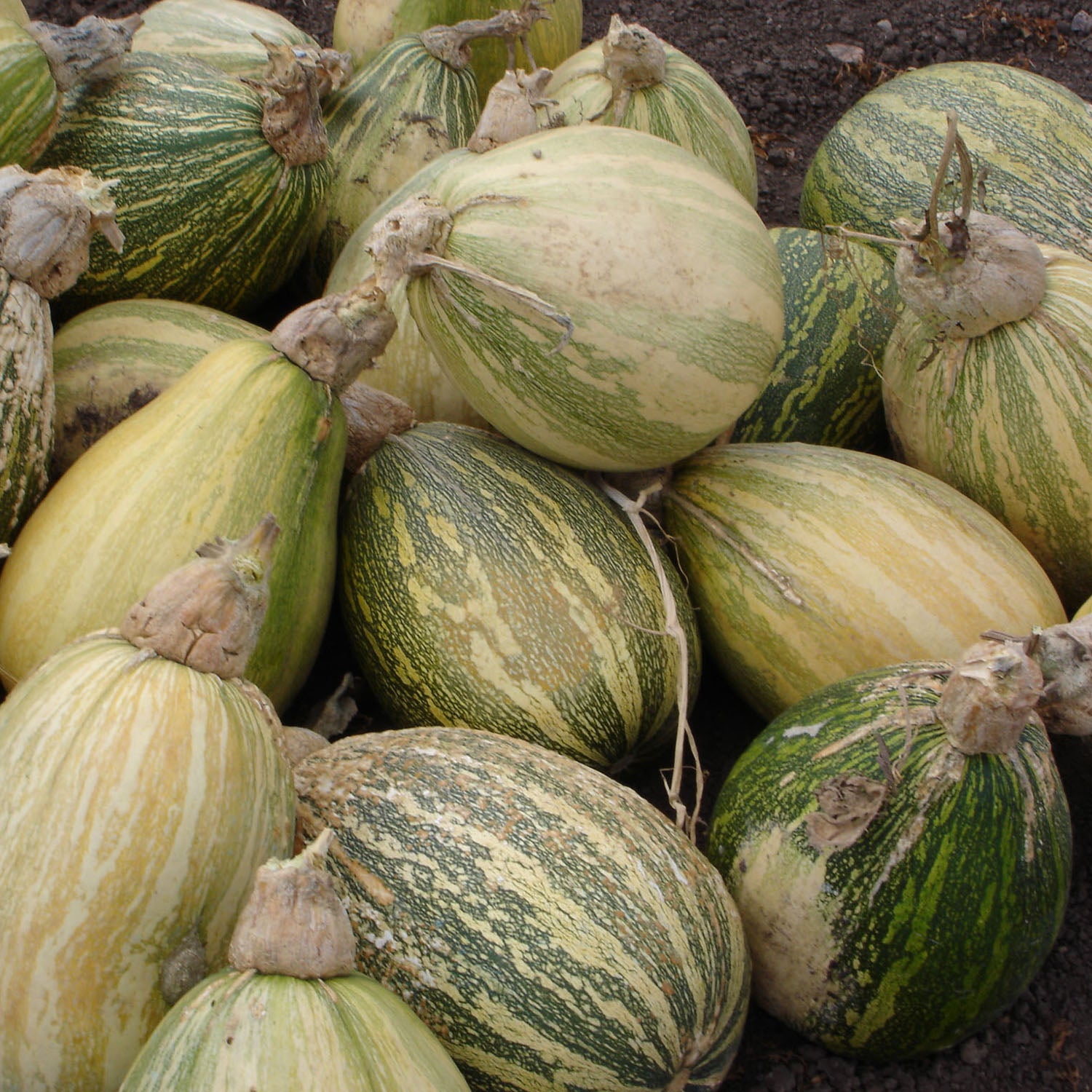 NASR > O'odham – Native-Seeds-Search