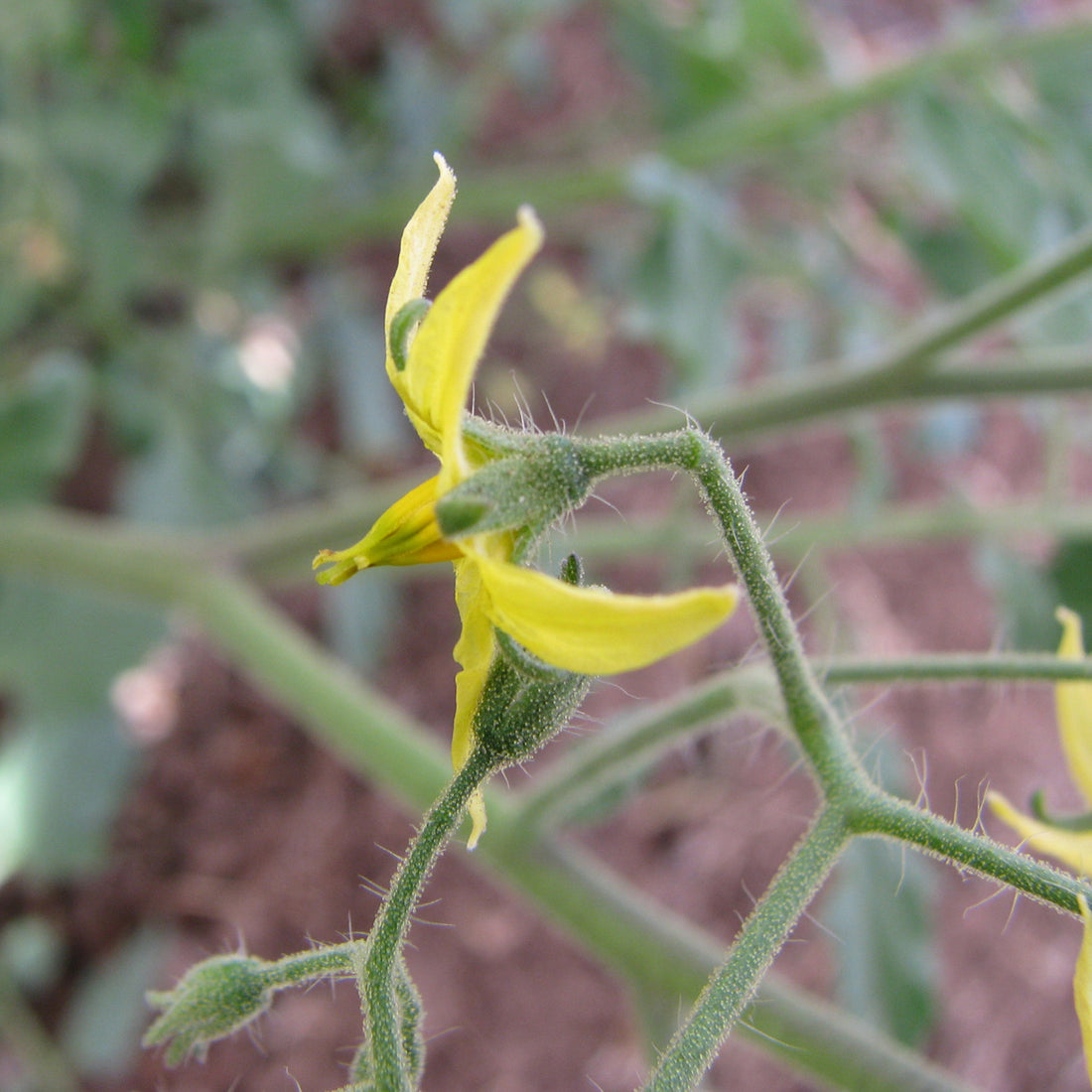 Ciudad Victoria – Native-Seeds-Search