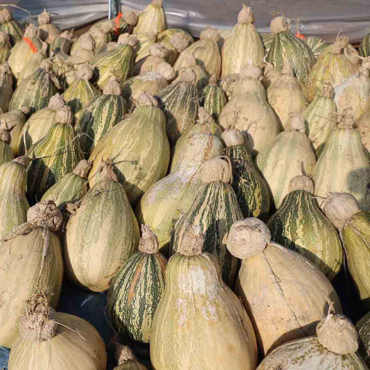 NASR > O'odham – Native-Seeds-Search