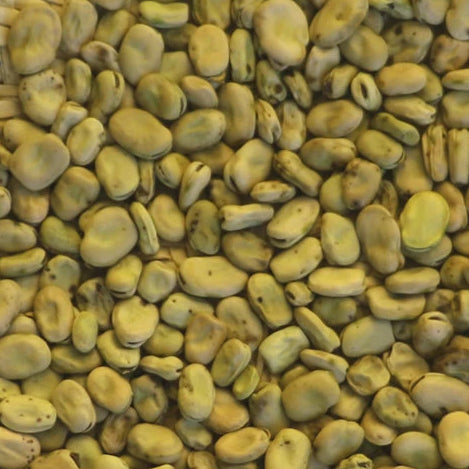 Cuarteles – Native-Seeds-Search