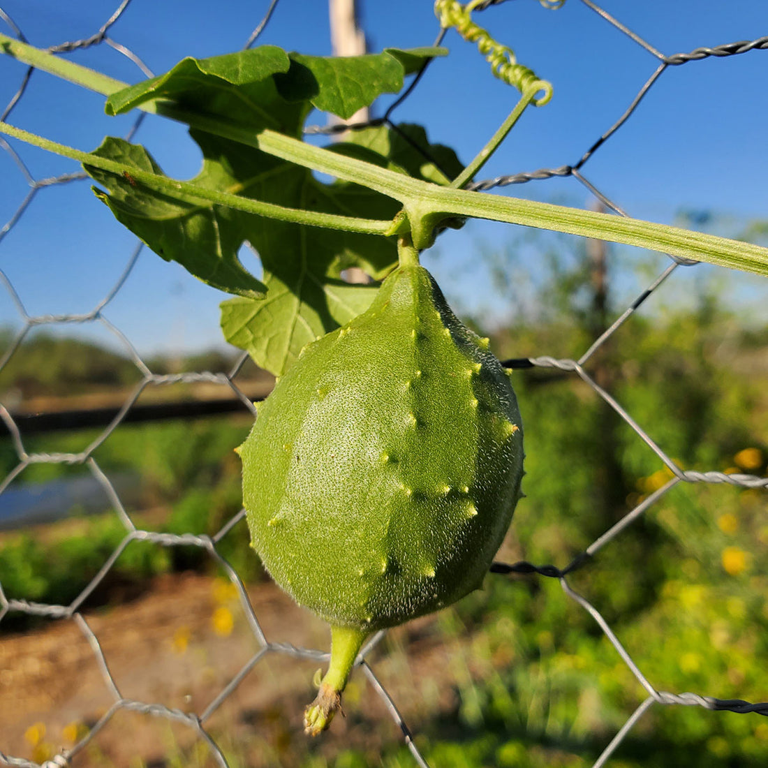 Seeds > Luffa – Native-Seeds-Search