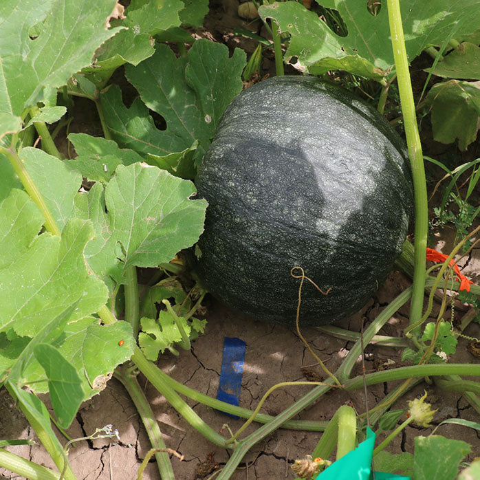 Acoma Pumpkin – Native-Seeds-Search