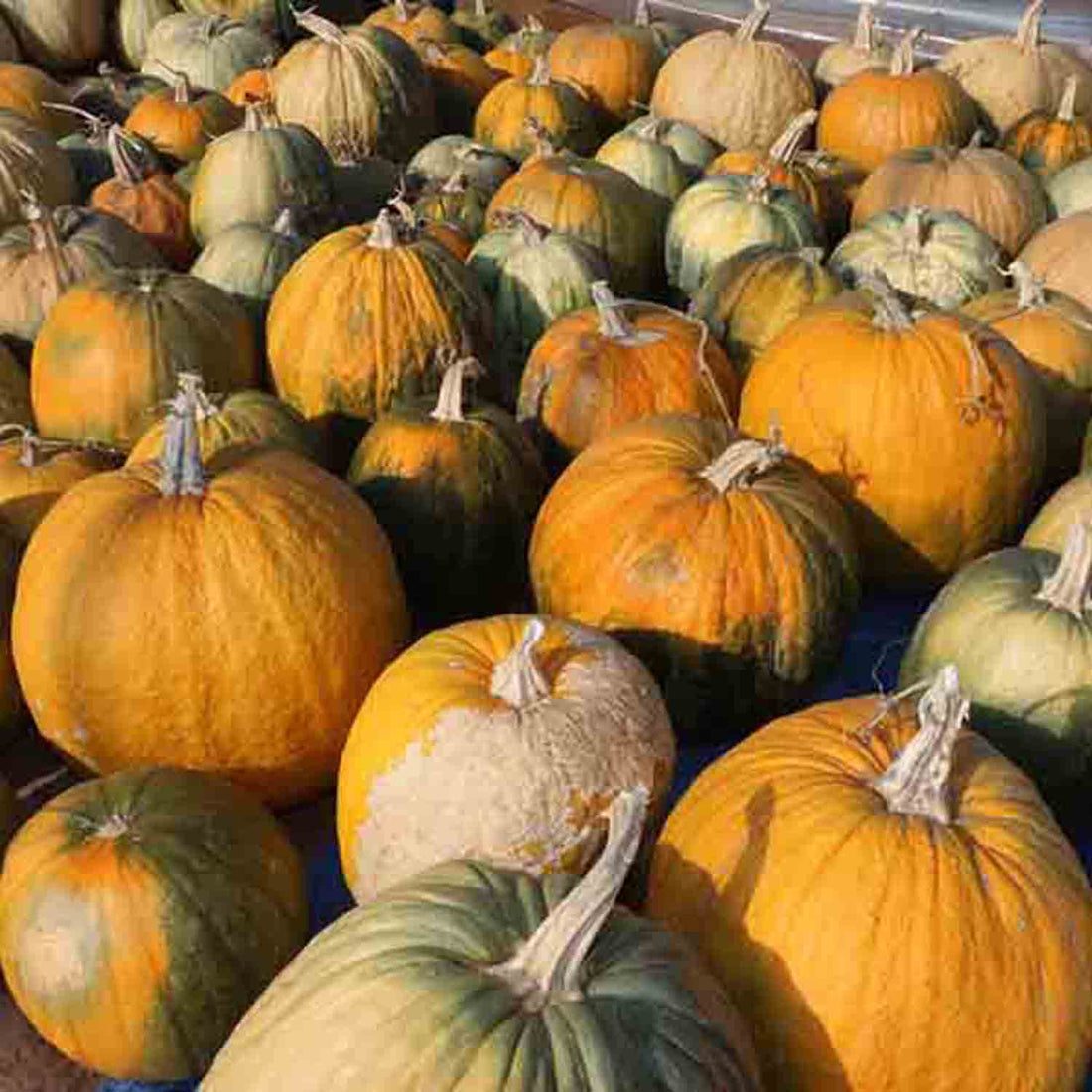 Native Access – Native-Seeds-Search