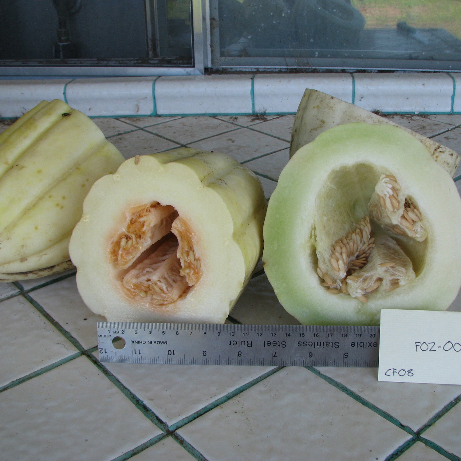 Seeds – Native-Seeds-Search