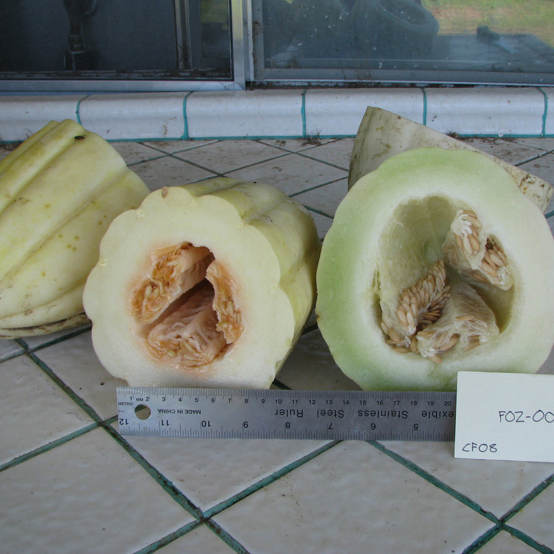 Seeds – Native-Seeds-Search