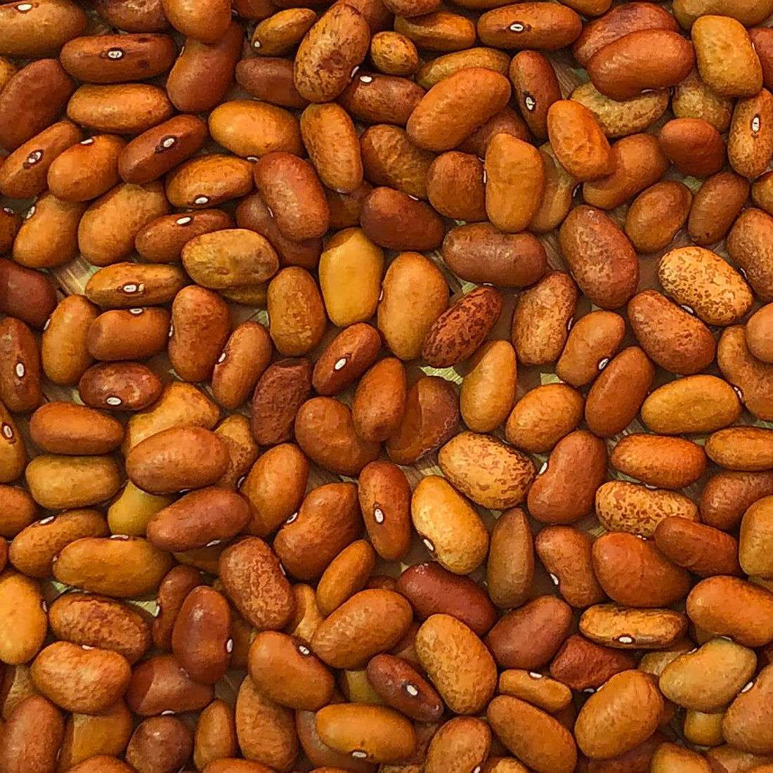 NASS > O'odham – Native-Seeds-Search