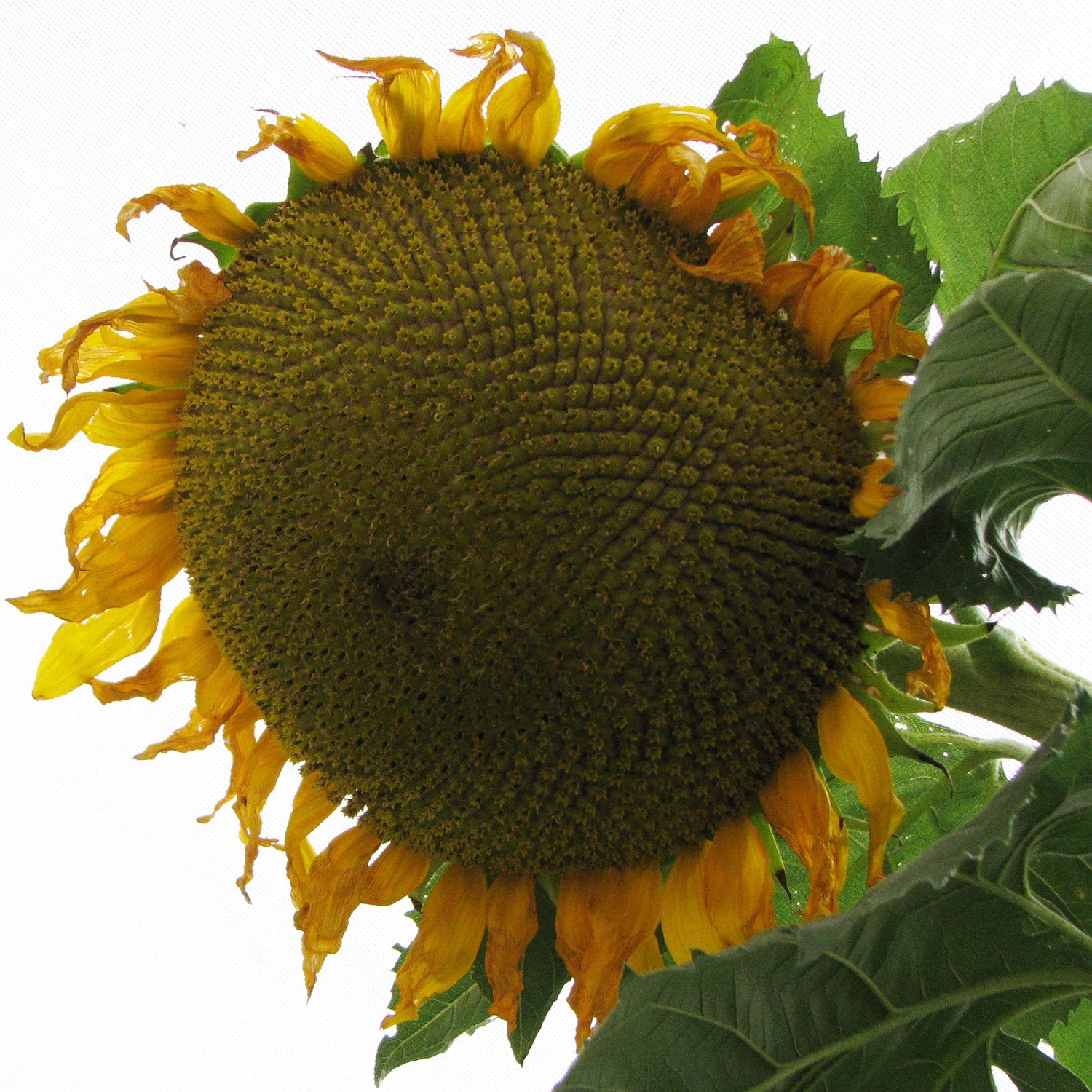 Seeds > Sunflowers – Native-Seeds-Search