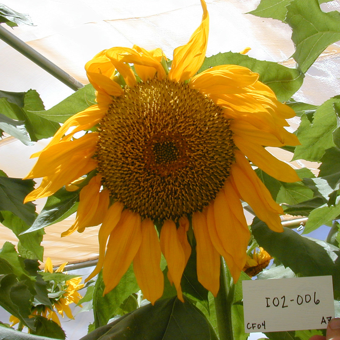 Seeds > Sunflowers – Native-Seeds-Search