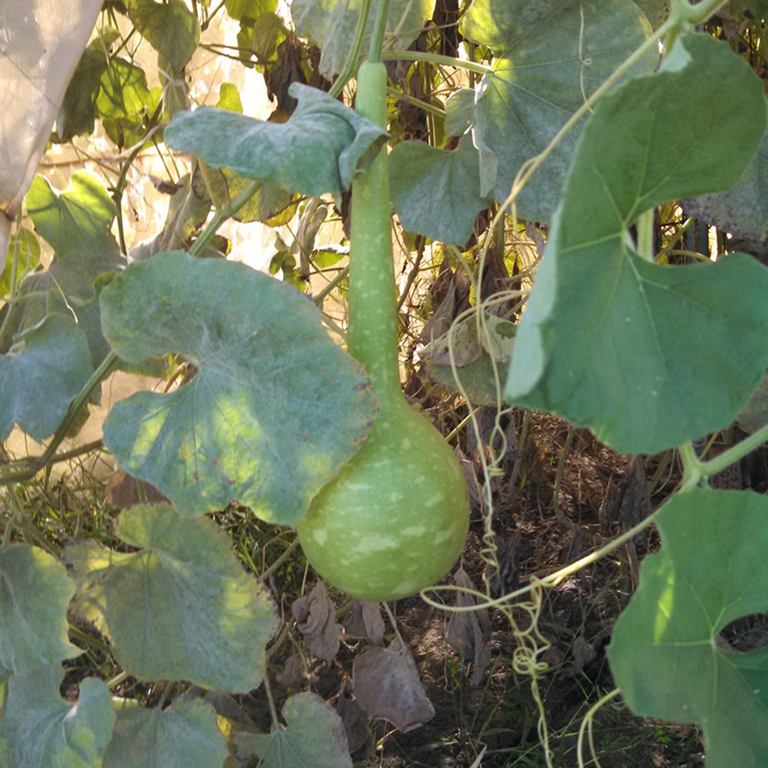 Seeds – Native-Seeds-Search