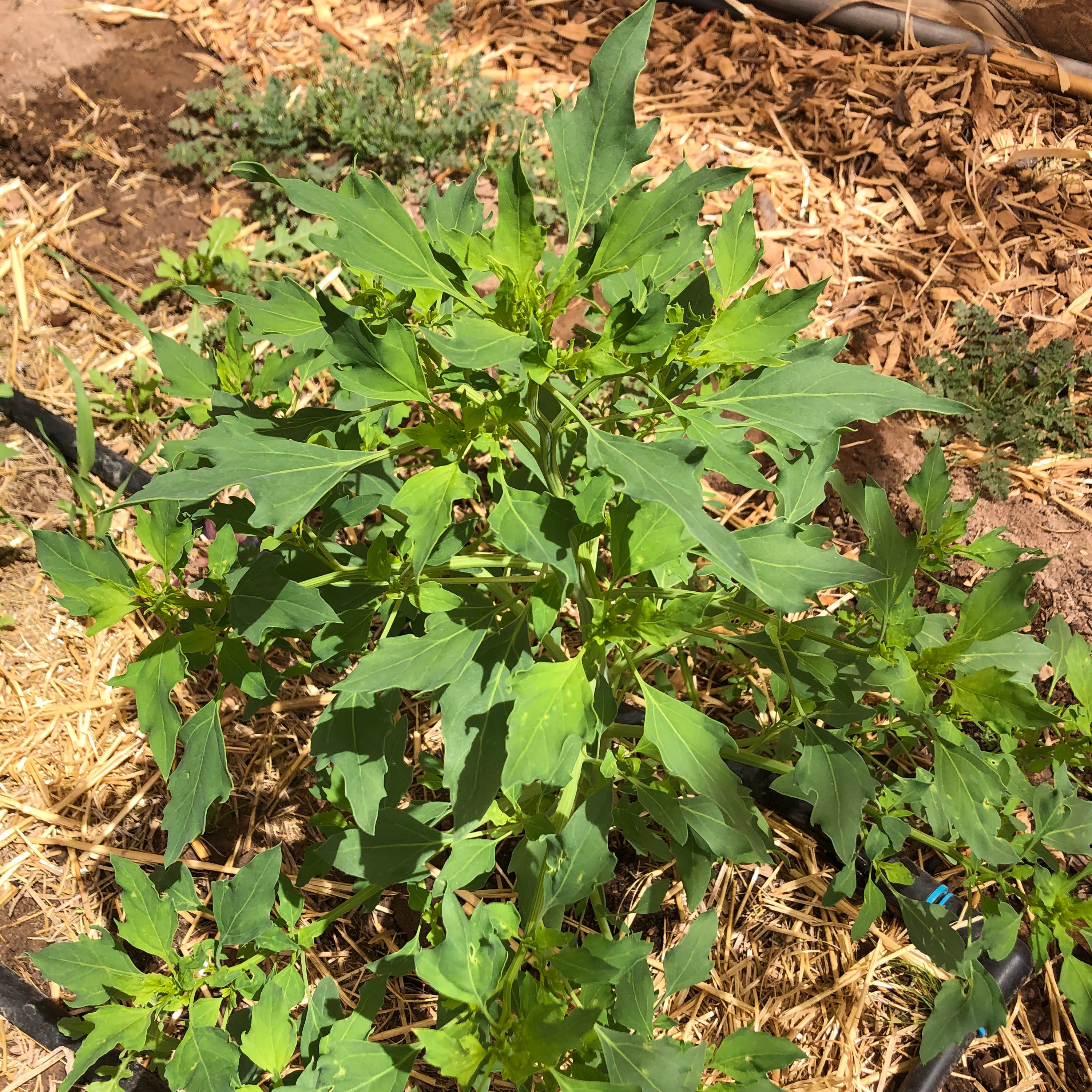 Seeds – Native-Seeds-Search