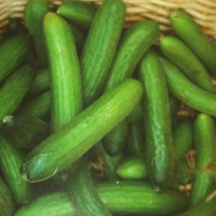 Seeds > Tucson Seed – Native-Seeds-Search