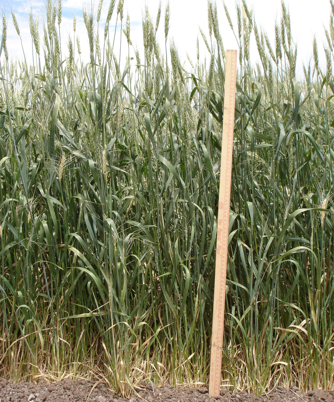 Baart Wheat – Native-Seeds-Search