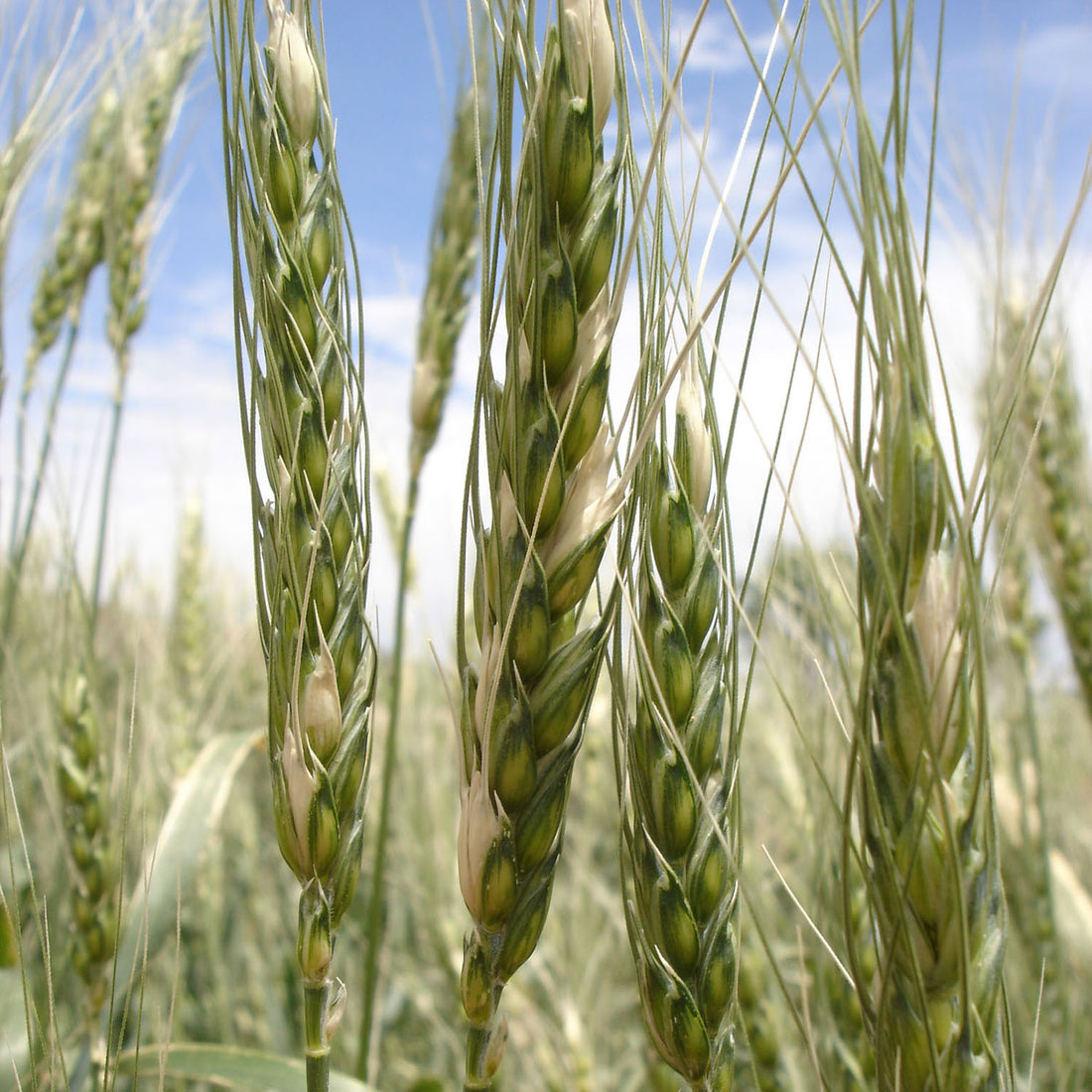 Baart Wheat – Native-Seeds-Search