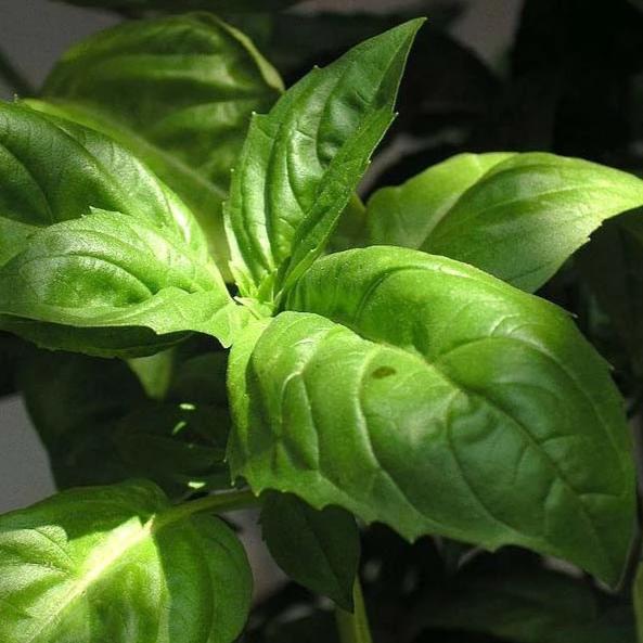 Italian Large Leaf Basil – Native-Seeds-Search