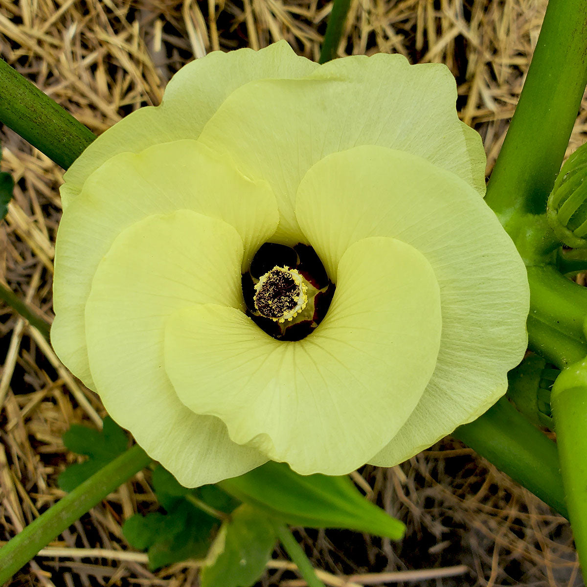 Beck's Gardenville Okra – Native-Seeds-Search