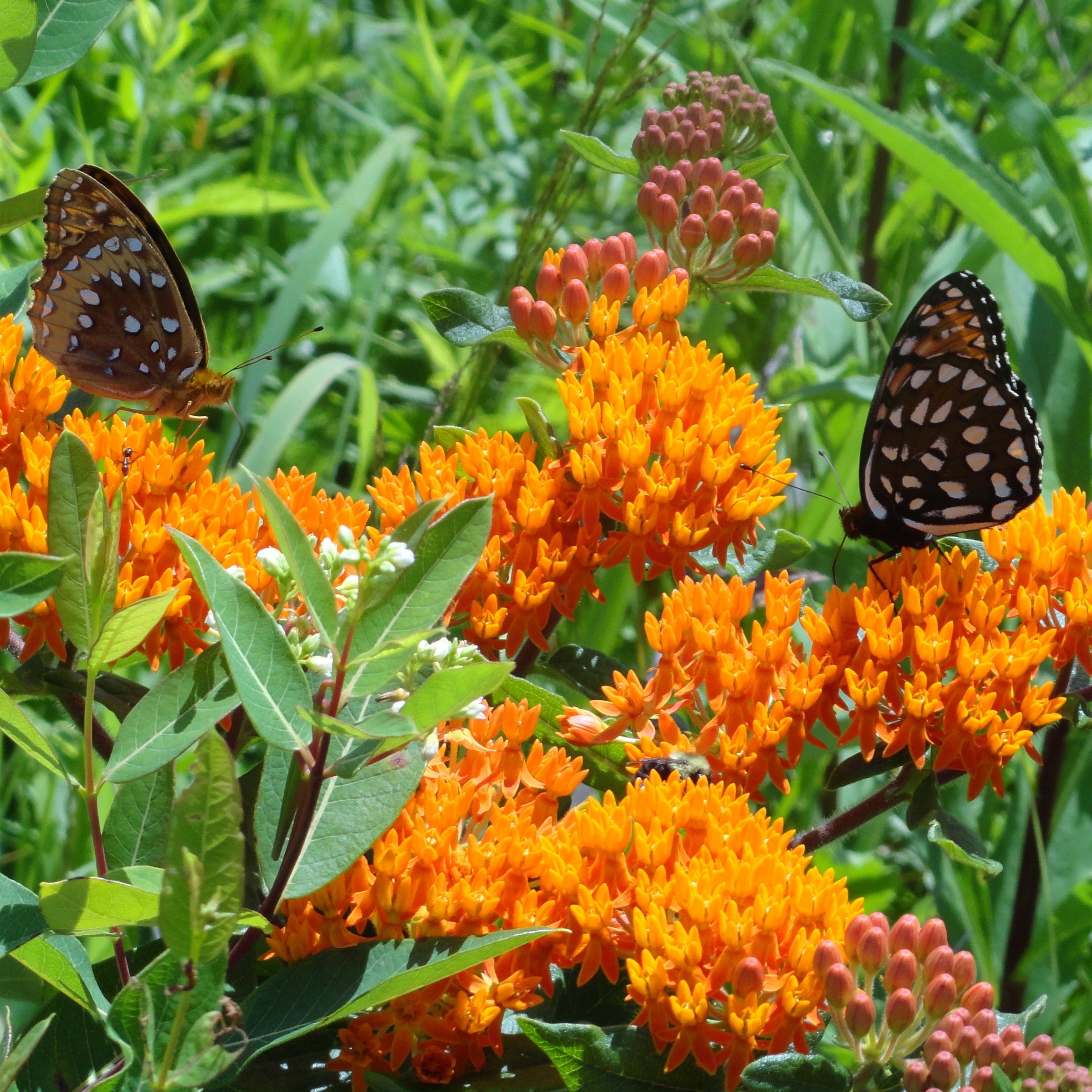 Butterfly Weed – Native-Seeds-Search