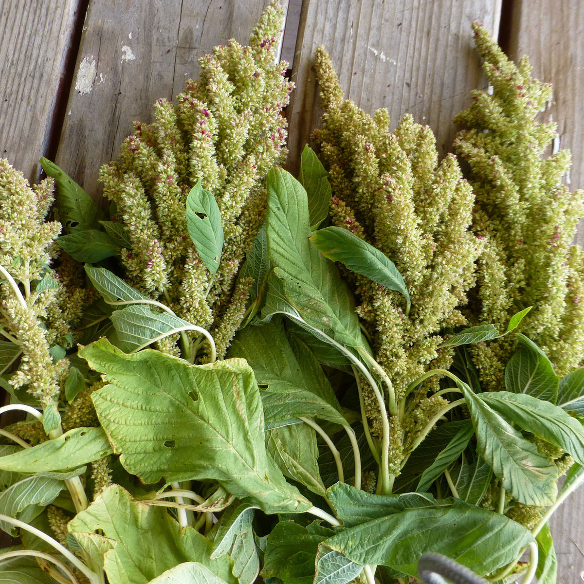 New Mexico – Native-Seeds-Search