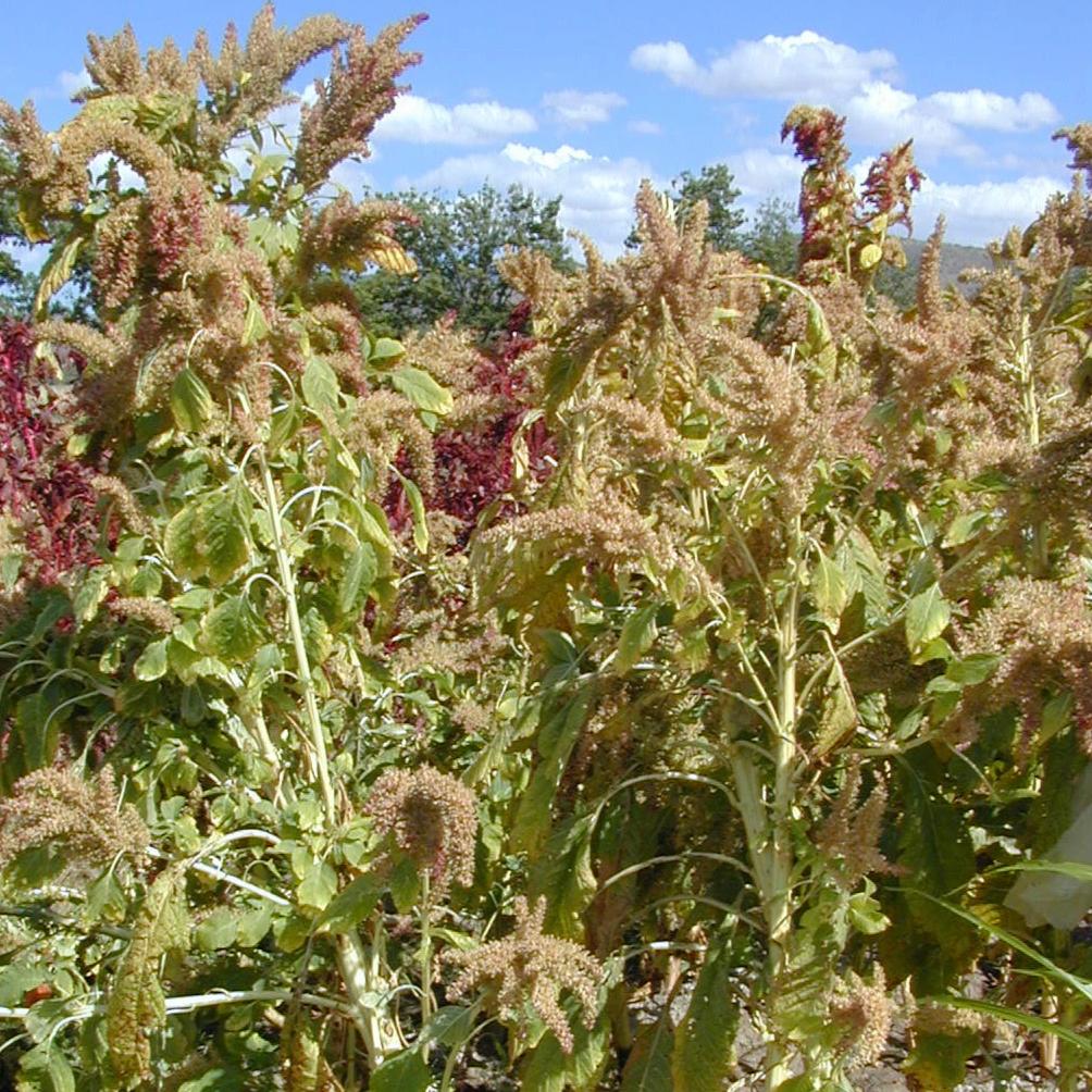 Huatl – Native-Seeds-Search