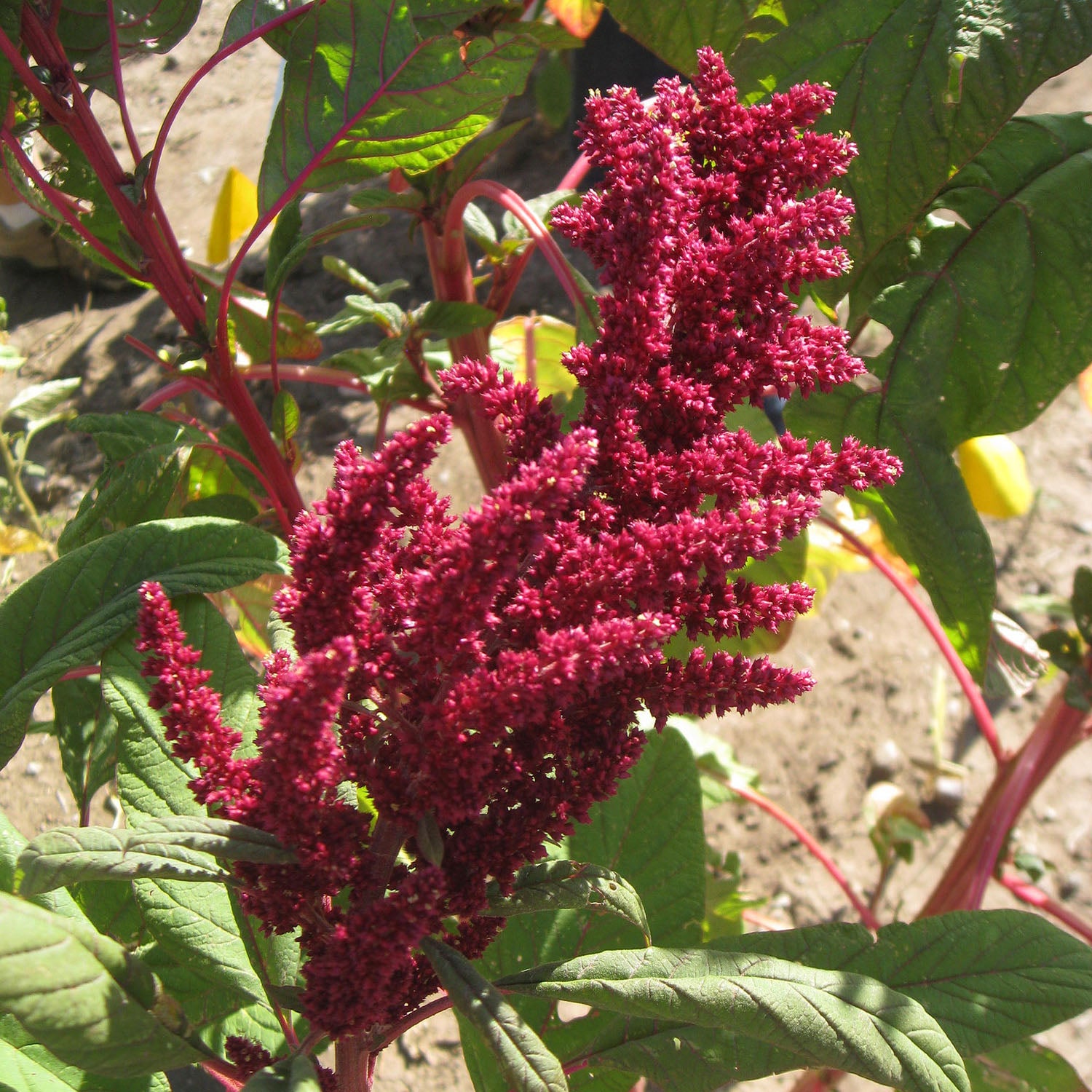 Native Seeds Search: Specializing in drought tolerant heirloom seeds ...