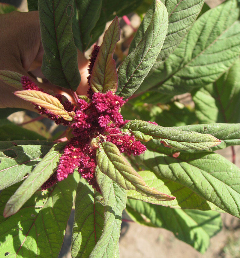 Popular Warm Season Varieties – Native-Seeds-Search