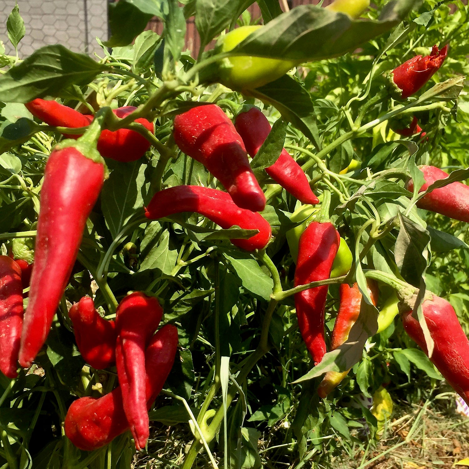 Seeds > Tucson Seed – Native-Seeds-Search