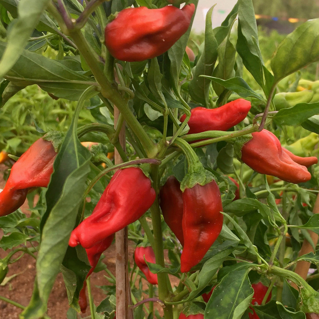 Seeds > Tucson Seed – Native-Seeds-Search