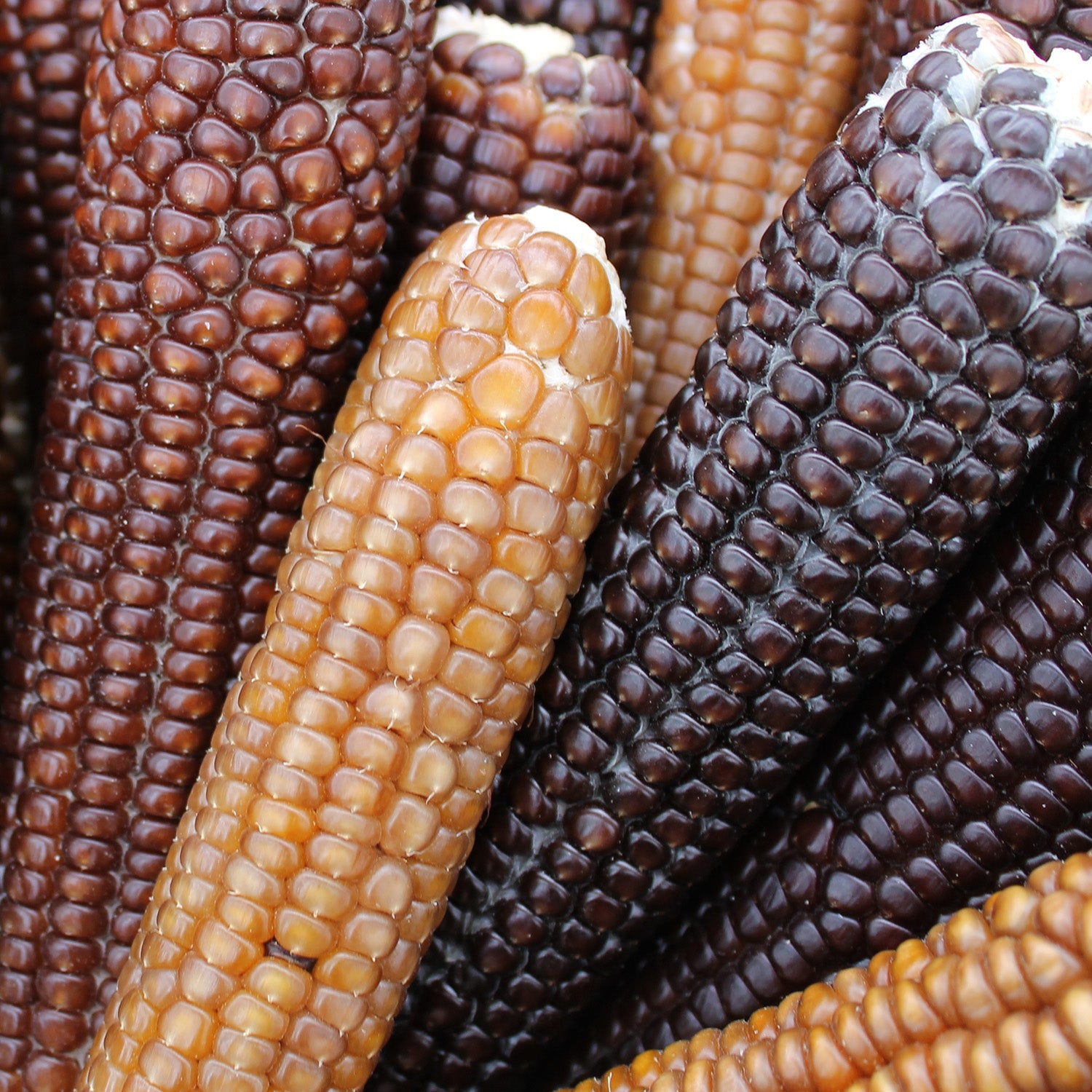 Native Access – Native-Seeds-Search